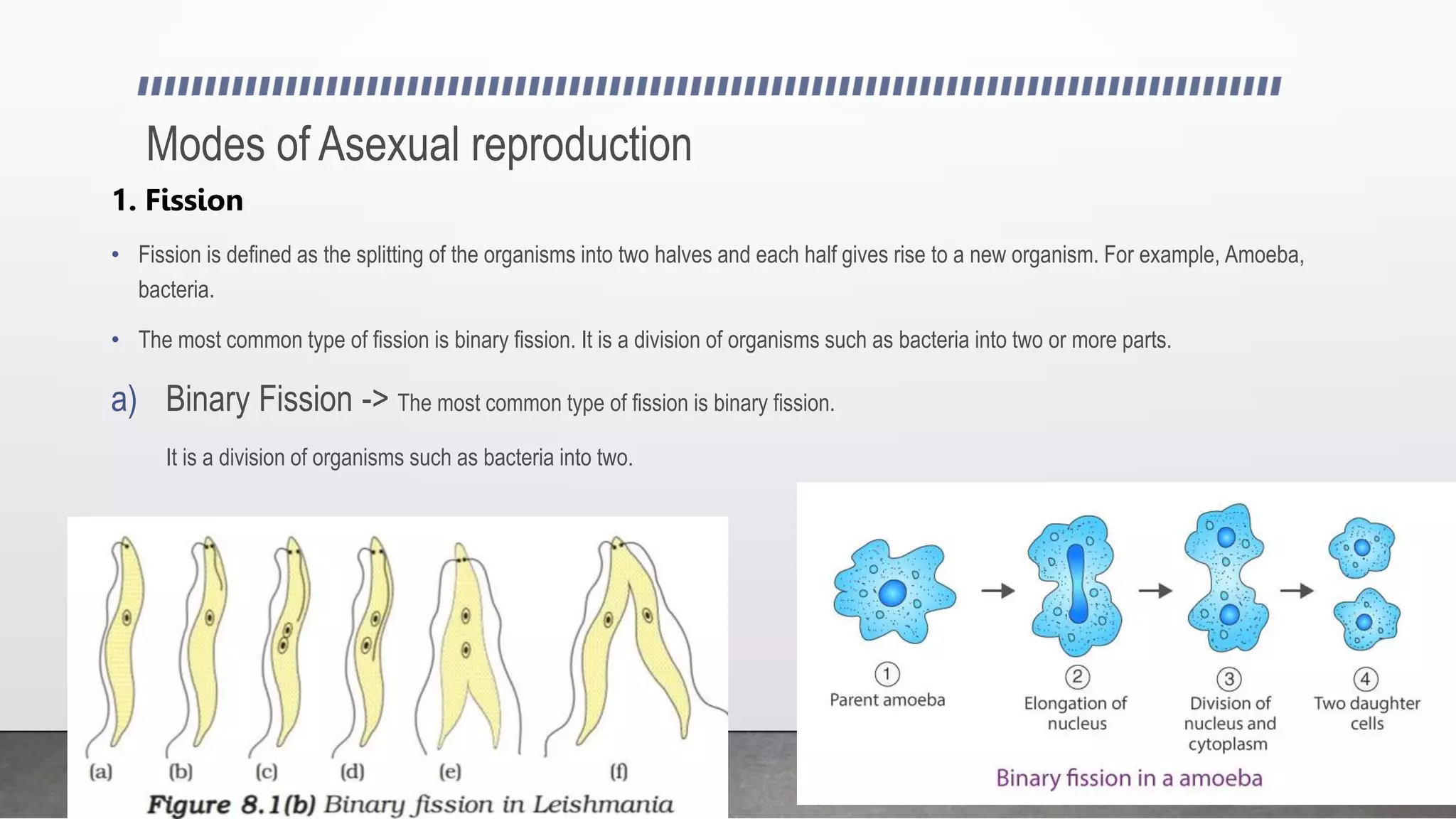 REPRODUCTION.pptx