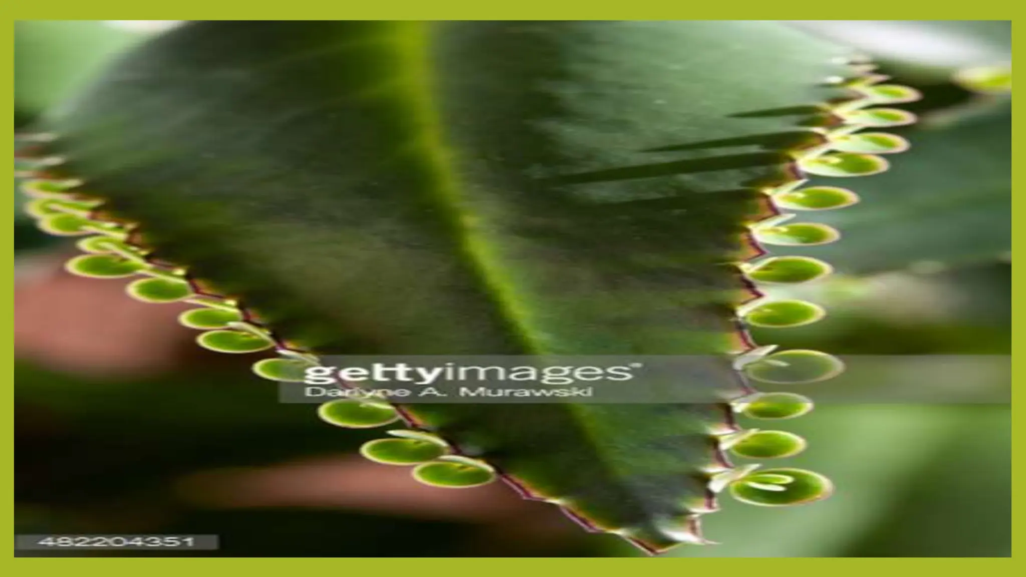 Sexual And Asexual Reproduction In Plantspptx 3417