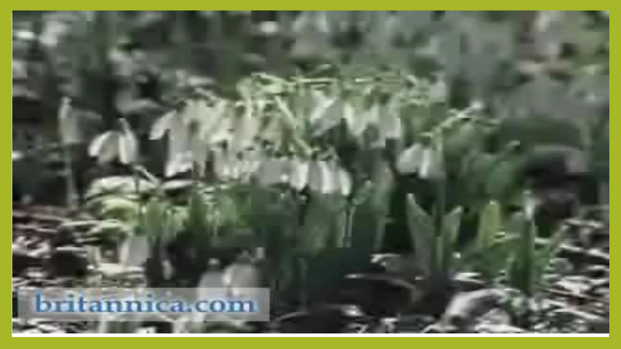 Sexual And Asexual Reproduction In Plants Pptx