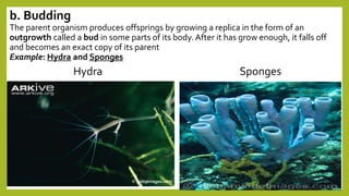 SEXUAL AND ASEXUAL REPRODUCTION IN PLANTS.pptx
