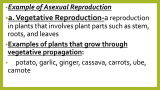 SEXUAL AND ASEXUAL REPRODUCTION IN PLANTS.pptx