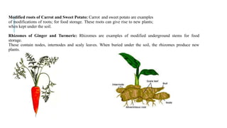 tenth ncert science Reproduction in living organisms | PPTX