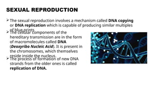 Reproduction. powerpoint 12333q658844848 | PPTX