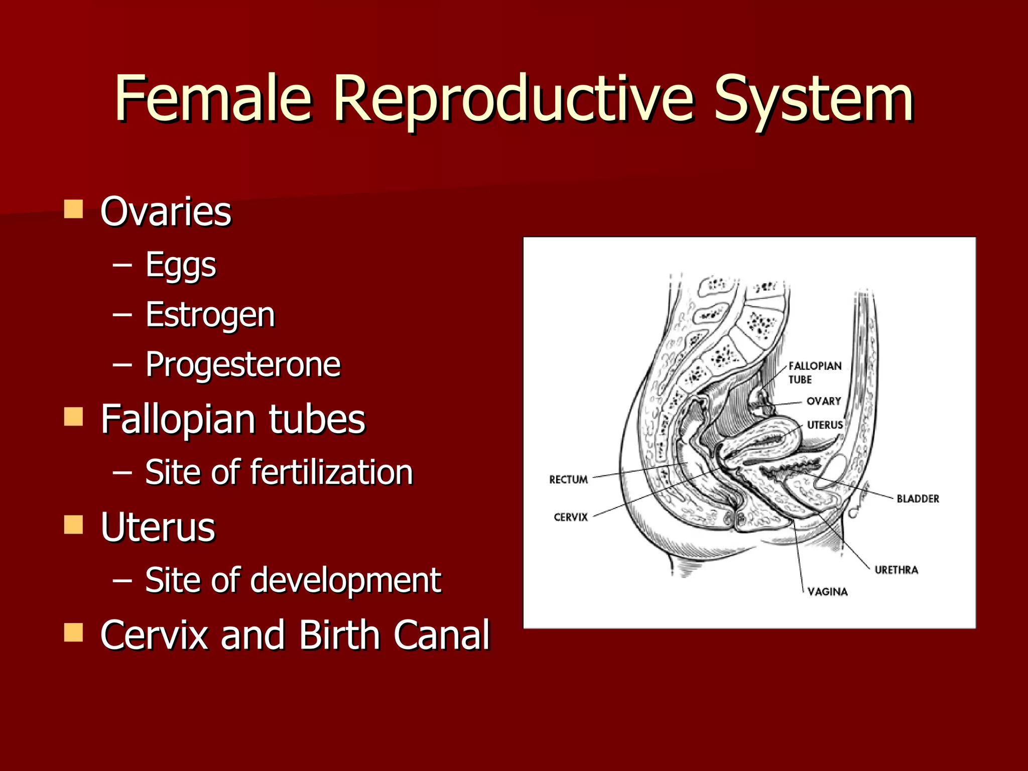 Reproduction And Development | PPT