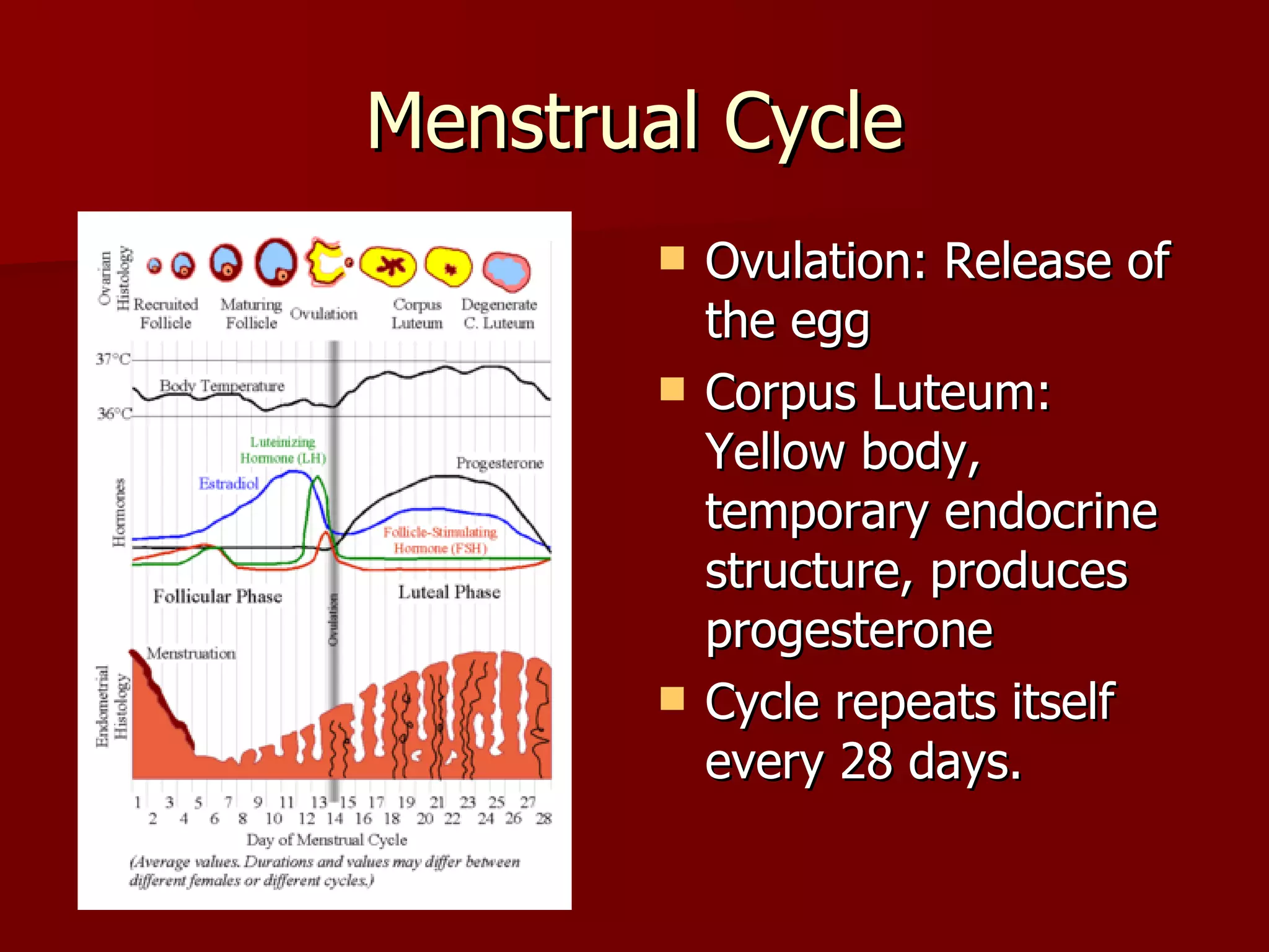 Reproduction And Development | PPT