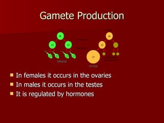Reproduction And Development | PPT