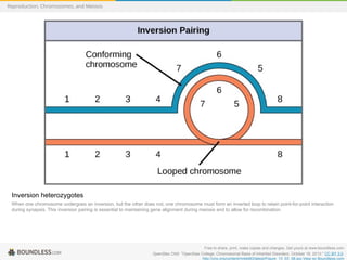 reproduction-chromosomes-and-meiosis.pptx