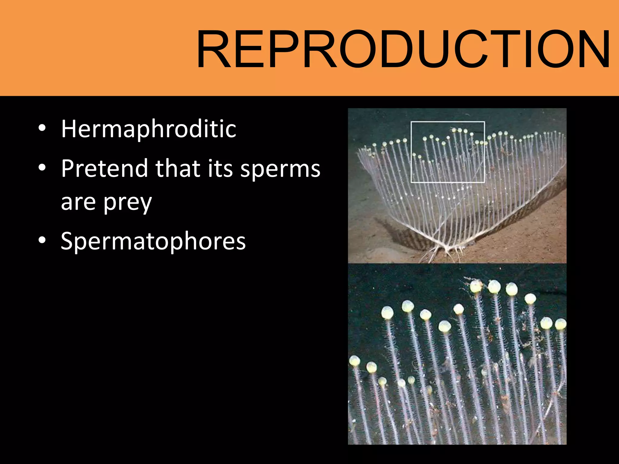 Reproduction of Harp Sponges | PPTX