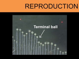 Reproduction of Harp Sponges | PPTX