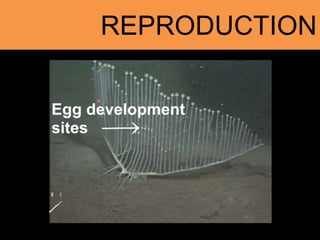 Reproduction of Harp Sponges | PPTX