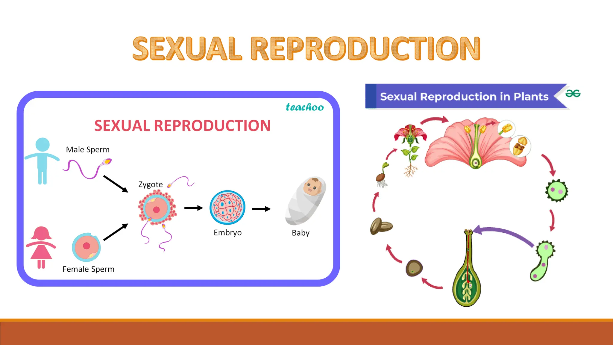 HOW DO ORGANISMS REPRODUCE?reproduction part 1 | PDF