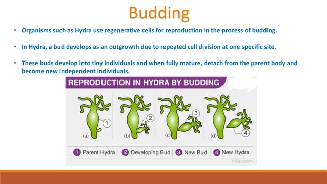 HOW DO ORGANISMS REPRODUCE?reproduction part 1 | PDF