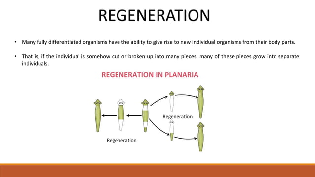 HOW DO ORGANISMS REPRODUCE?reproduction part 1 | PDF