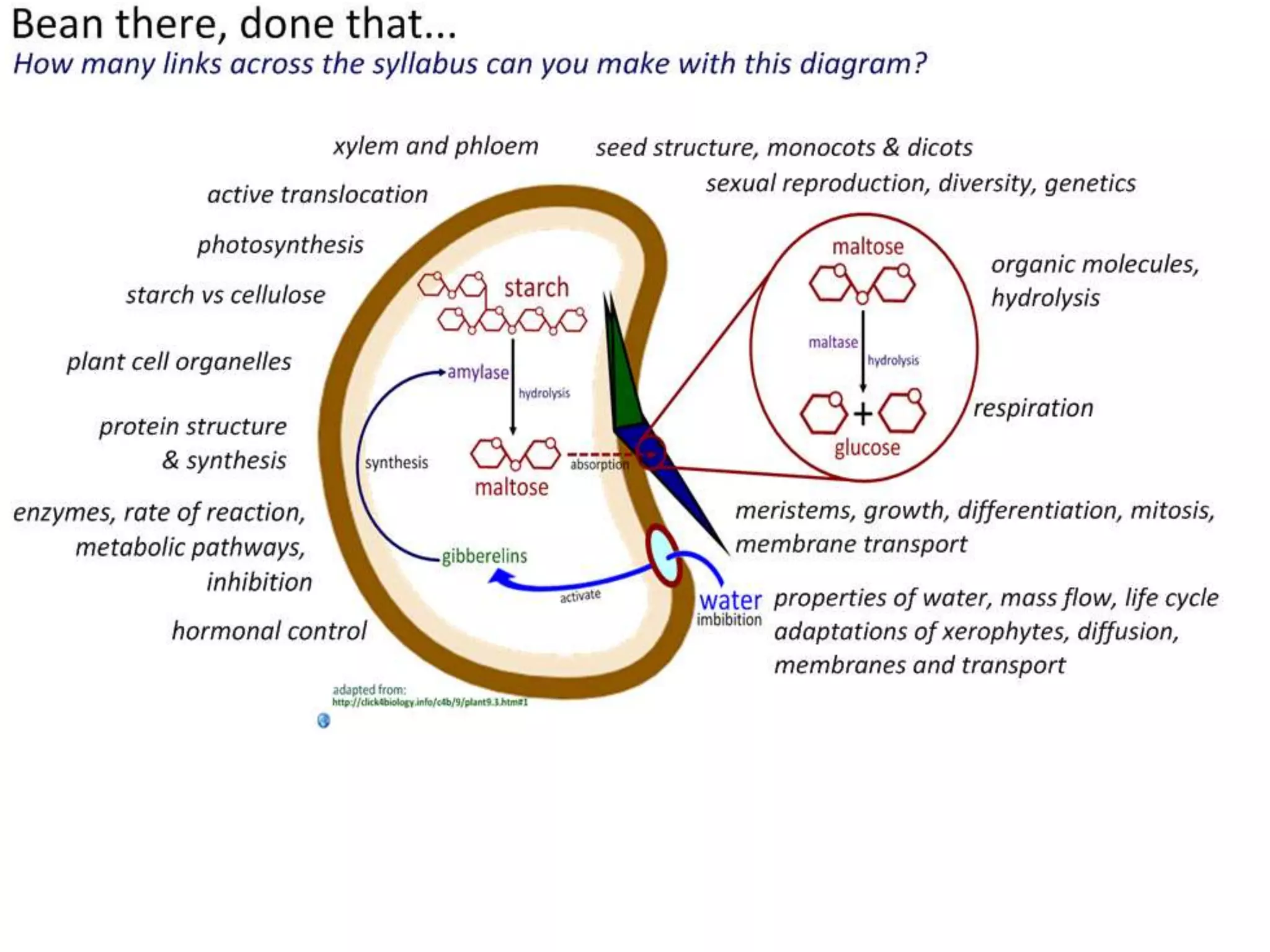 Reproduction in Angiospermophytes | PPTX