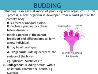 Process of Reproduction-in-Protists.pptx