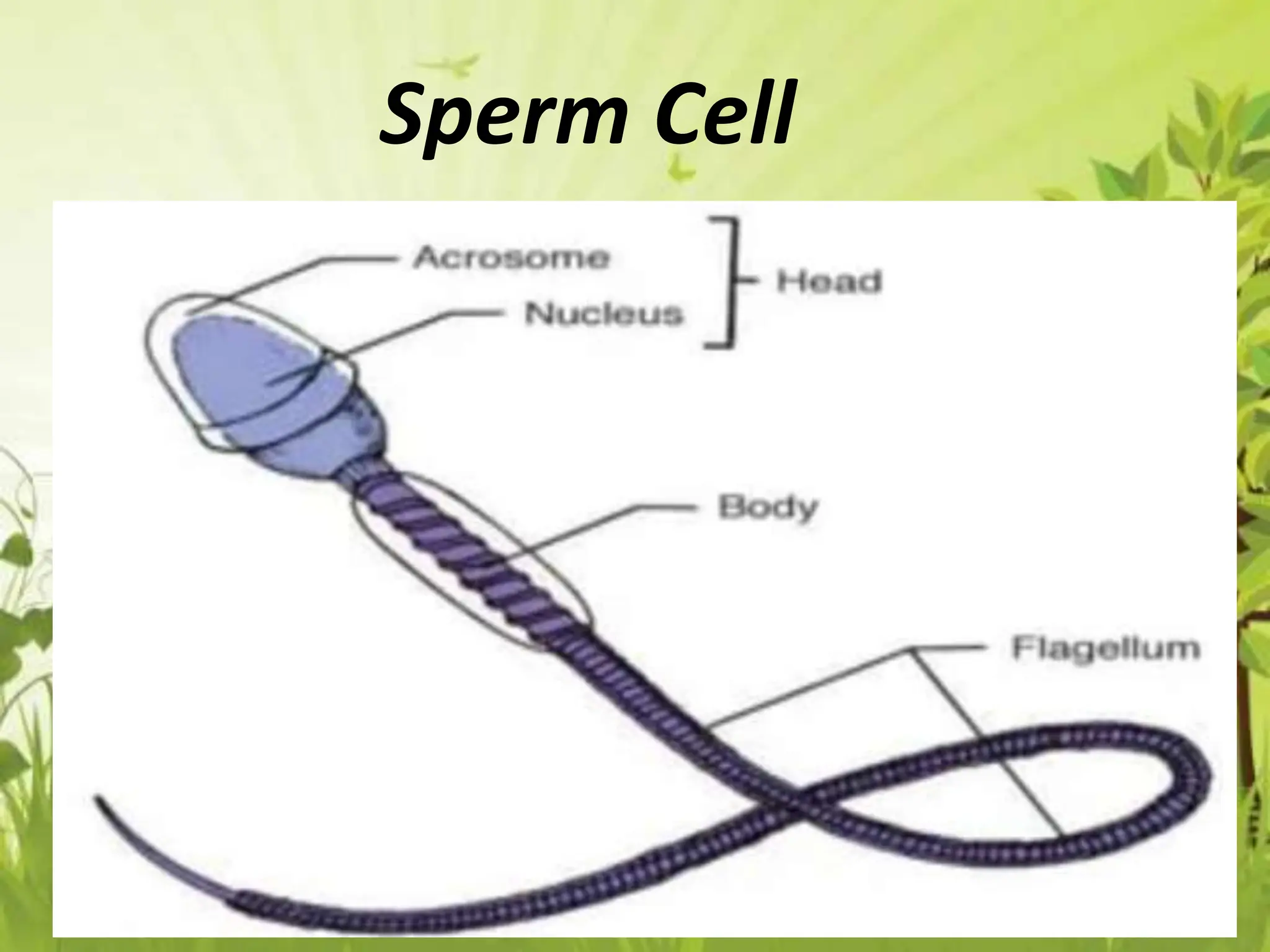 Reproduction of life ppt..pdf slideshare | PPTX