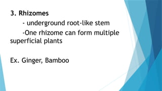 General Biology 1 reproduction-plants.pptx