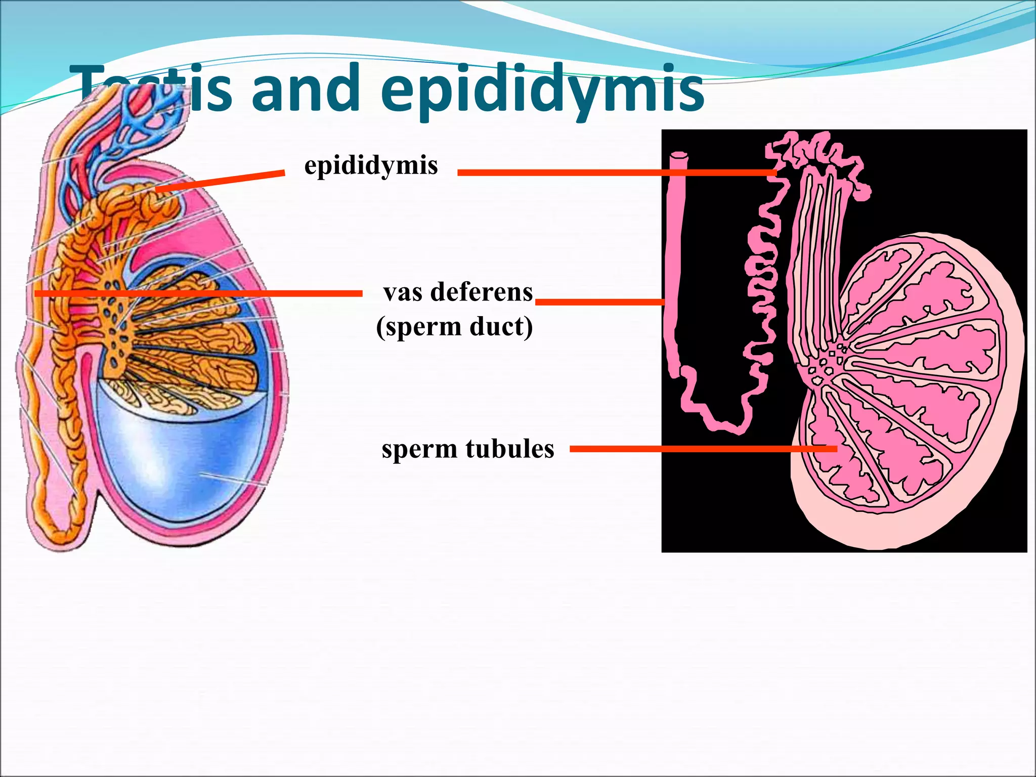reproduction-system2.ppt