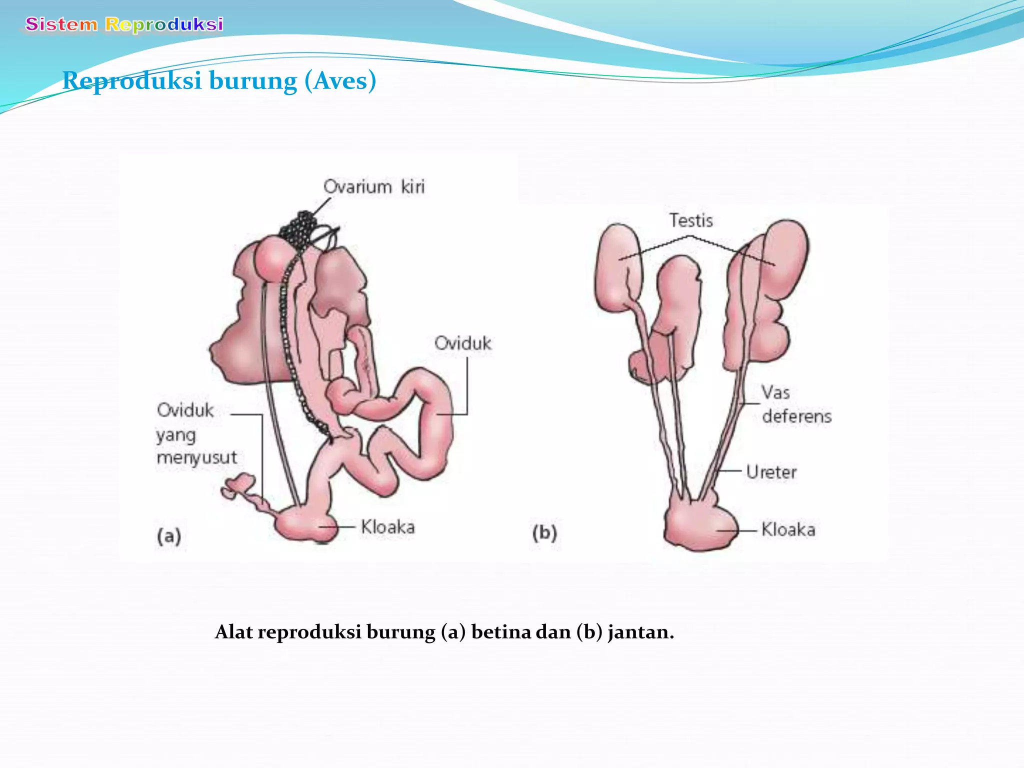 reproduction-system2 ppt.ppt