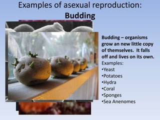 Reproduction 2 student version | PPT