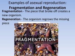 Reproduction 2 student version | PPT