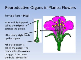 Reproduction 2 student version | PPTX