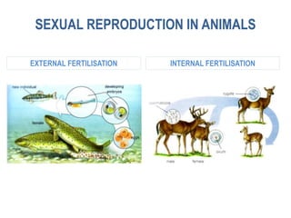 Reproduction 2eso FDG | PPT