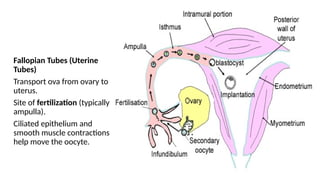 Reproduction Advanced Physiology_SUMMARY OF NOTES.pptx