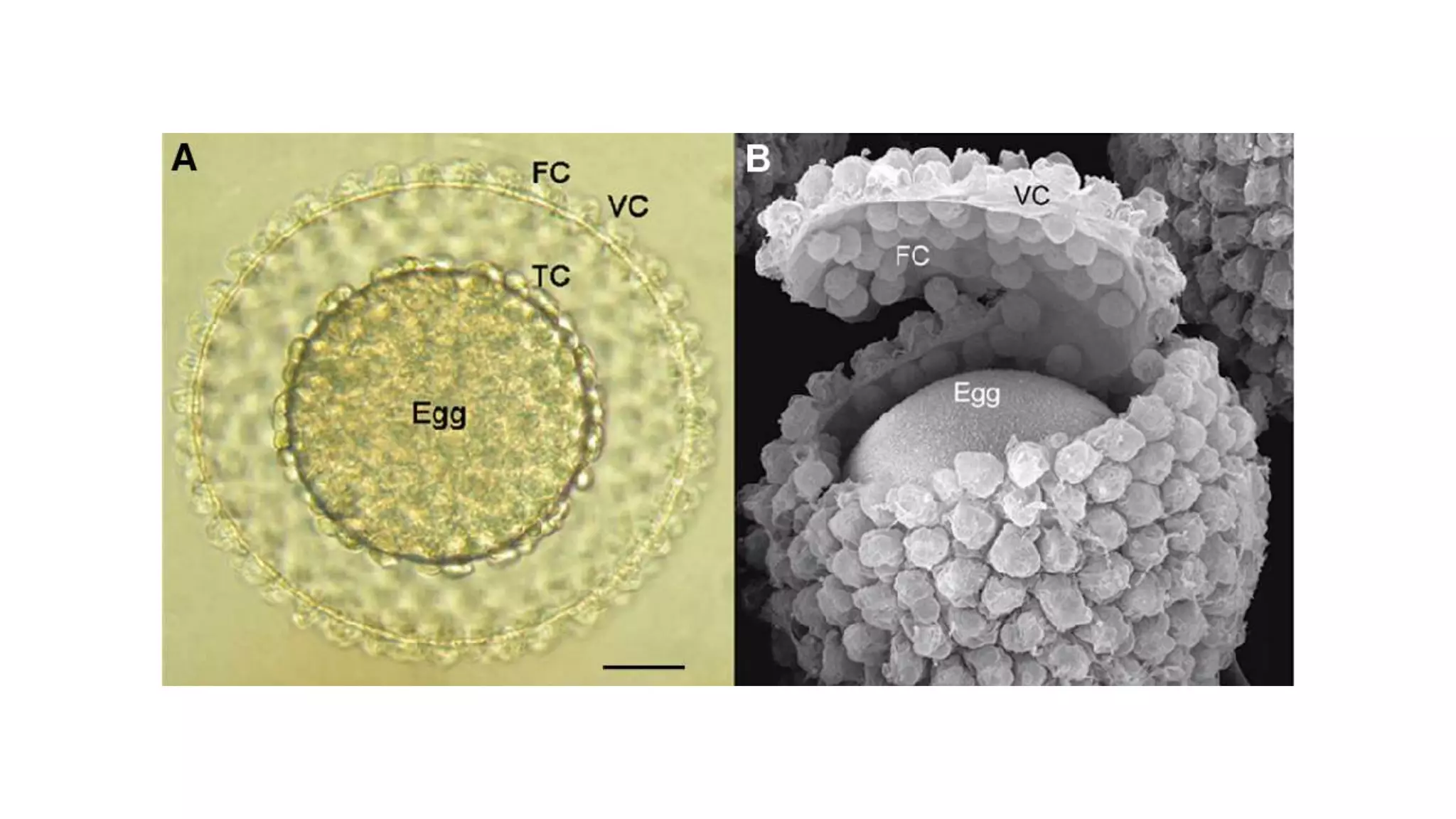 Reproduction and colony formation in tunicates.pptx