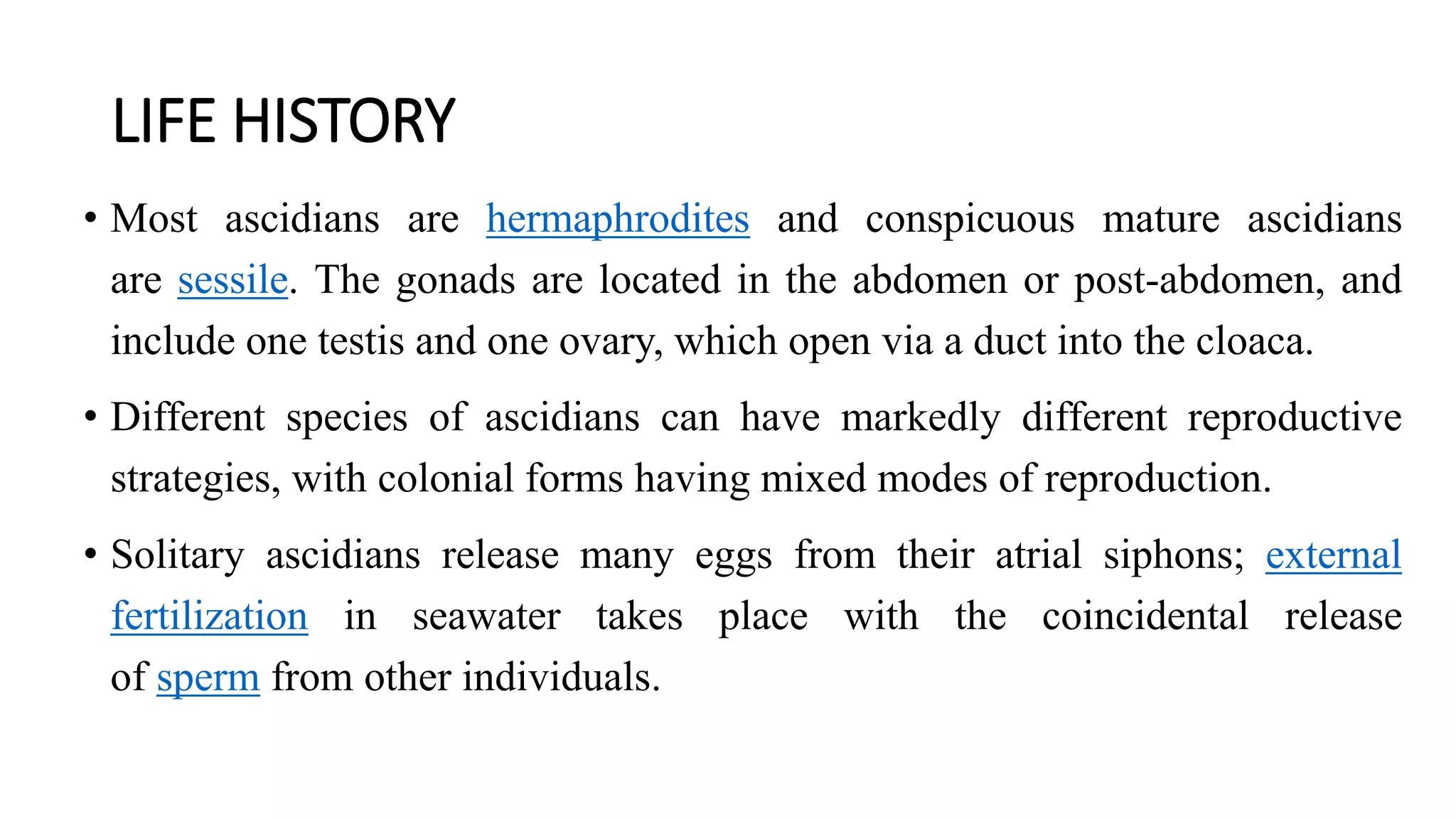 Reproduction and colony formation in tunicates.pptx
