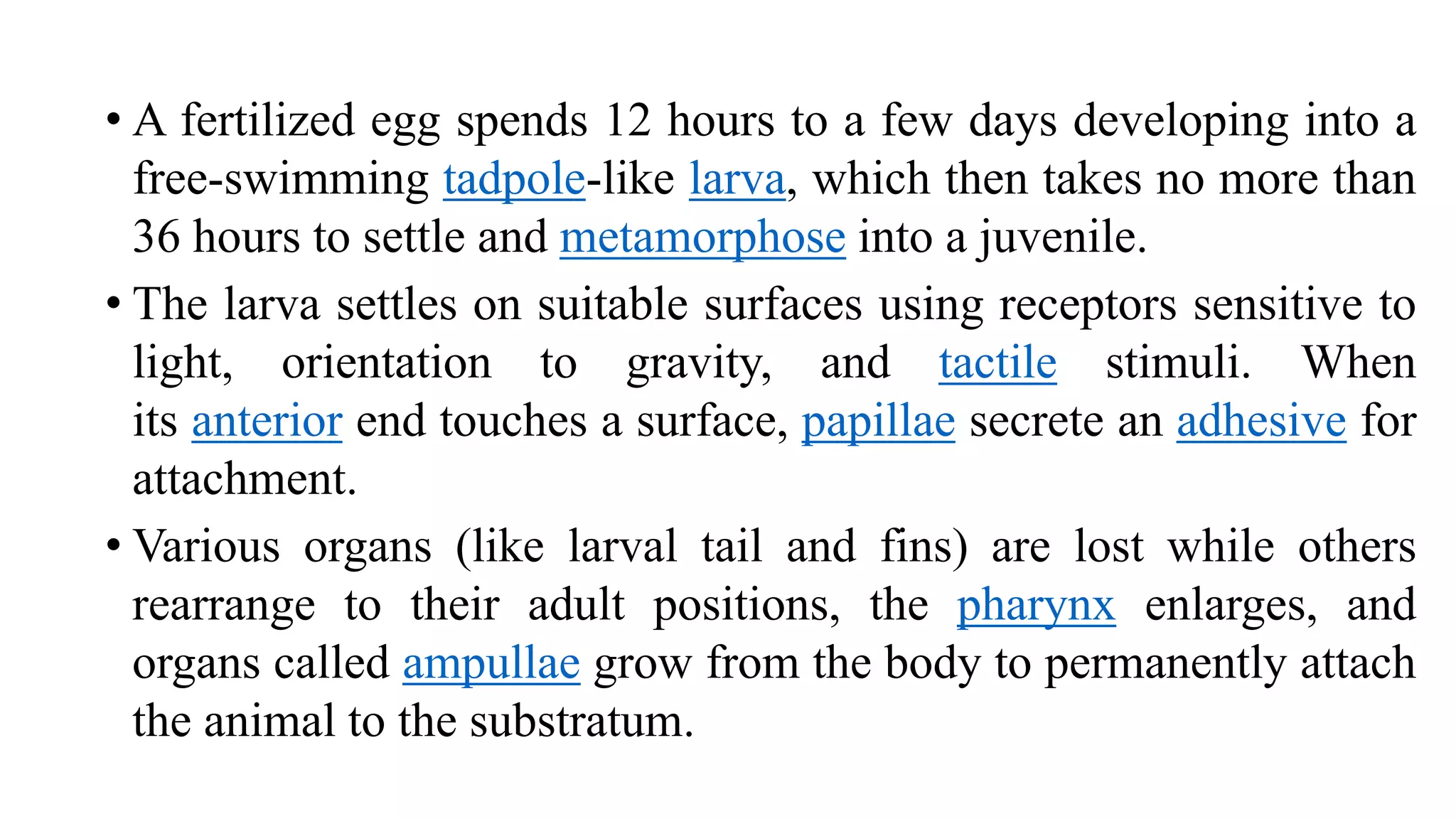 Reproduction and colony formation in tunicates.pptx