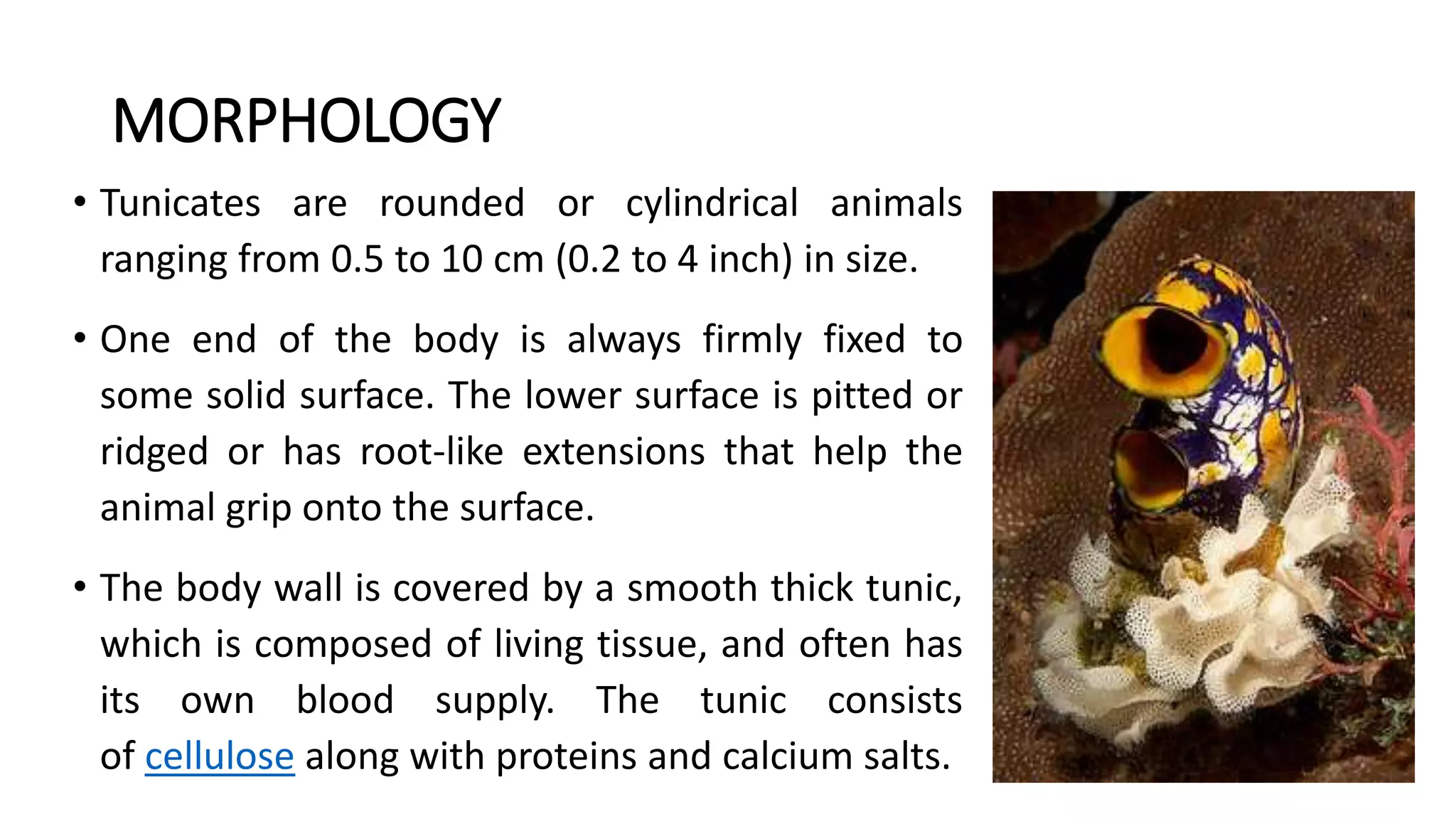 Reproduction and colony formation in tunicates.pptx