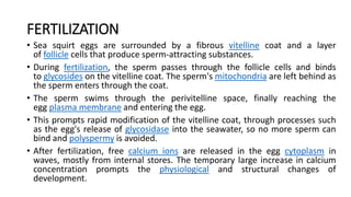 Reproduction and colony formation in tunicates.pptx