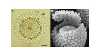 Reproduction and colony formation in tunicates.pptx