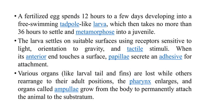 Reproduction and colony formation in tunicates.pptx | Biological ...