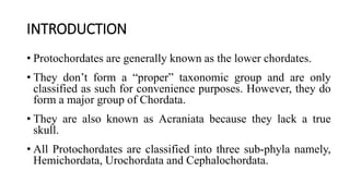 Reproduction and colony formation in tunicates.pptx