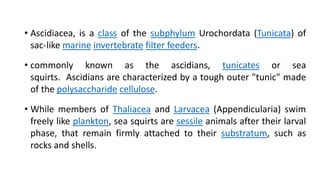 Reproduction and colony formation in tunicates.pptx | Biological ...