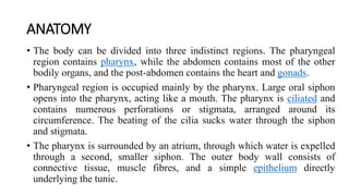 Reproduction and colony formation in tunicates.pptx