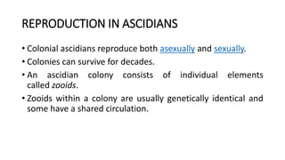 Reproduction and colony formation in tunicates.pptx