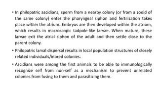 Reproduction and colony formation in tunicates.pptx