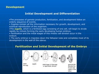 Reproduction and development | PPT