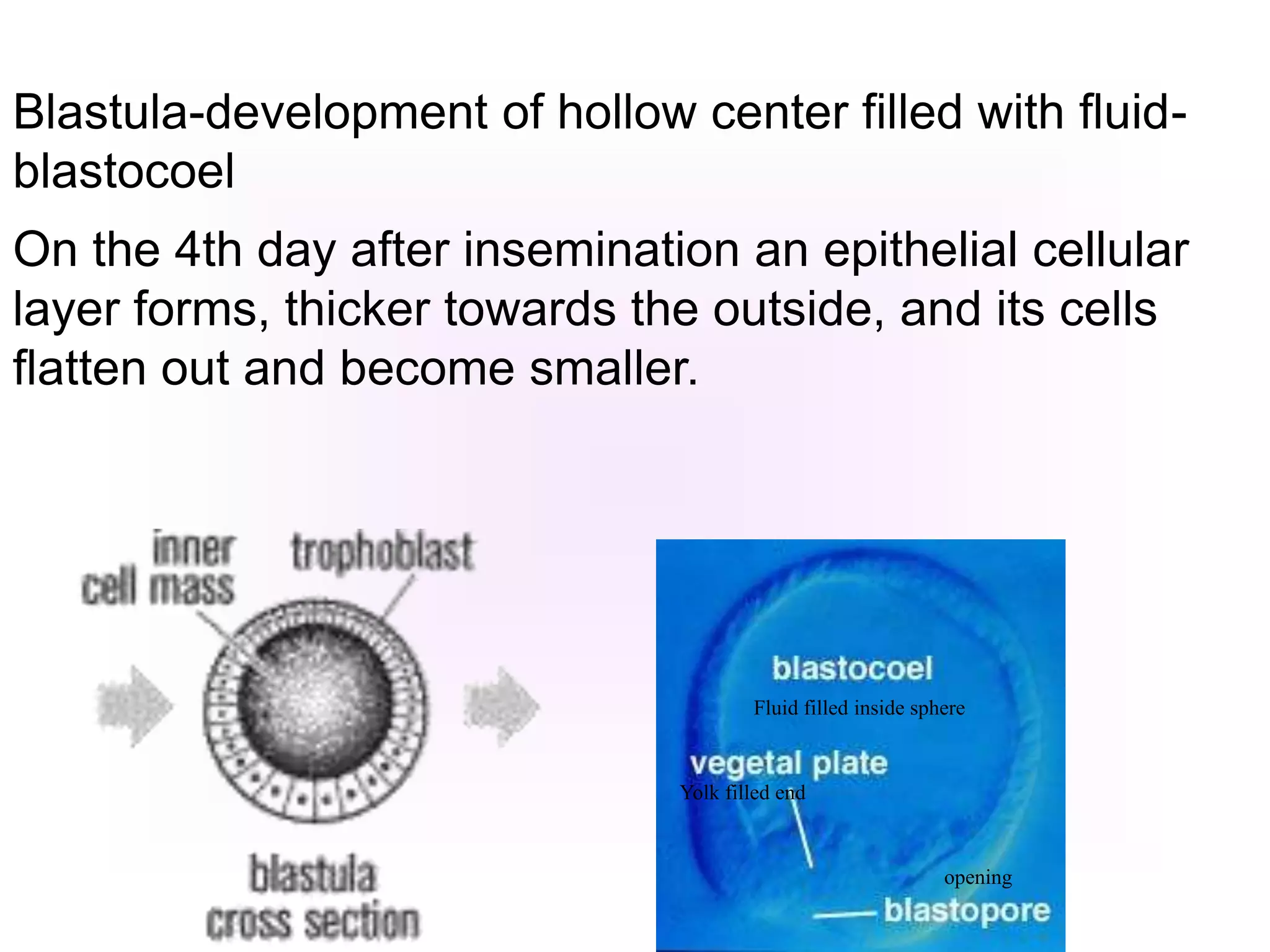 Reproduction and Development | PPT