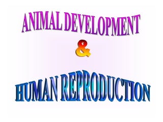 Reproduction and Development | PPT