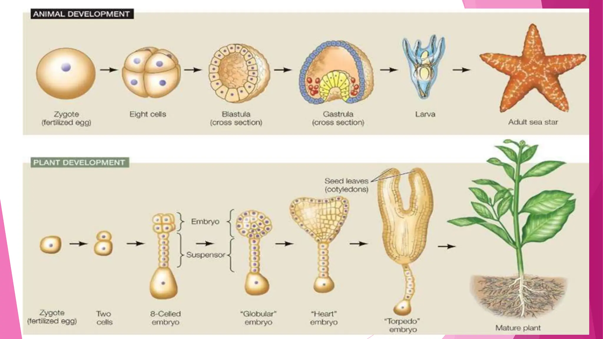 REPRODUCTION AND DEVELOPMENT.pptx-What is Reproduction? | PPT