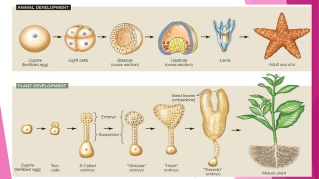 REPRODUCTION AND DEVELOPMENT.pptx-What is Reproduction? | PPT