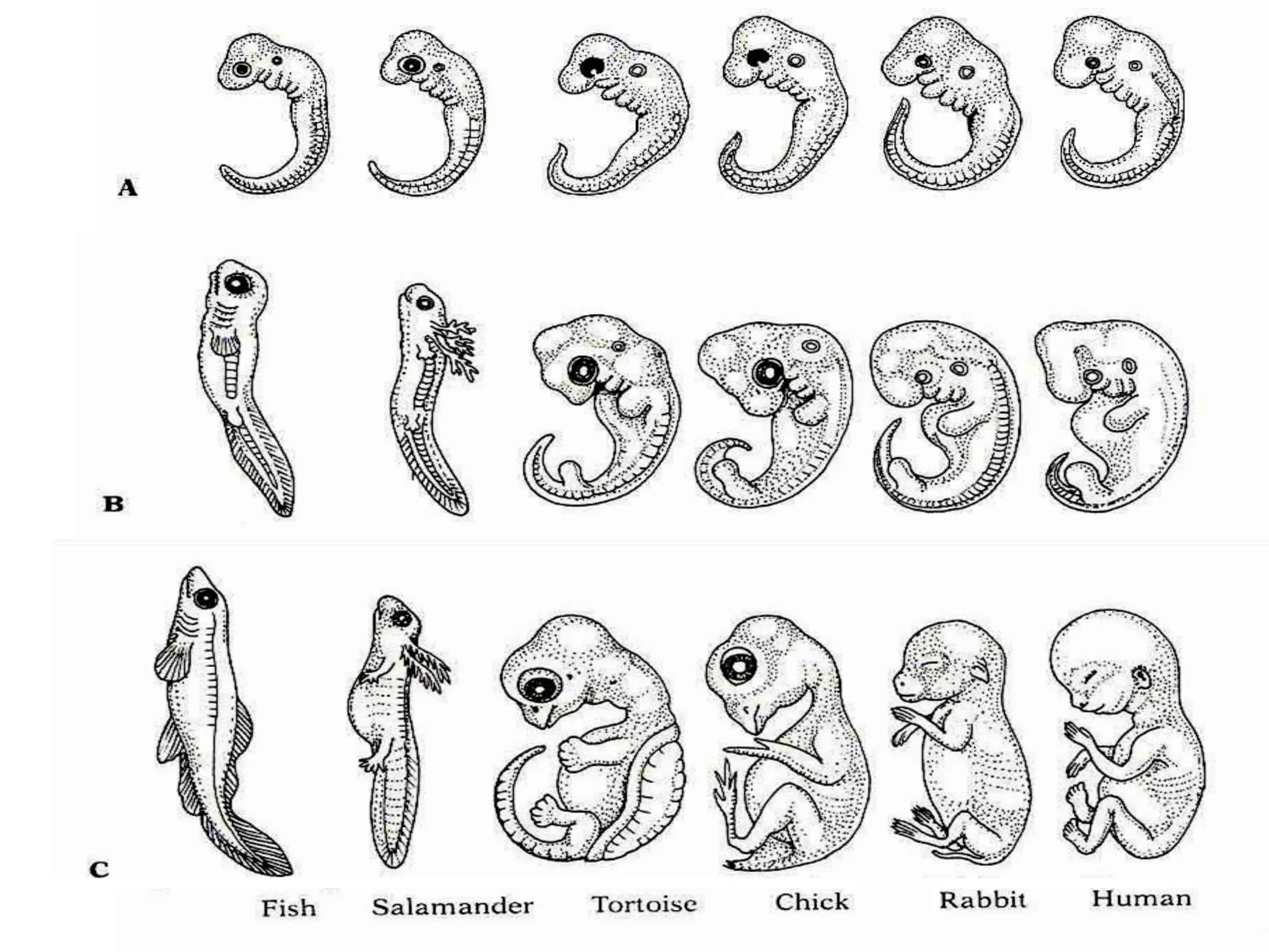 Reproduction and Development Power Point revised feb2018.ppt