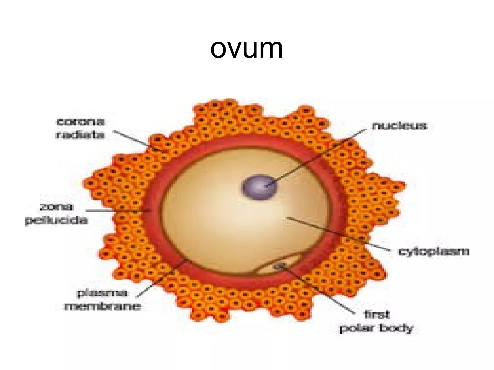 Reproduction and growth | PPT