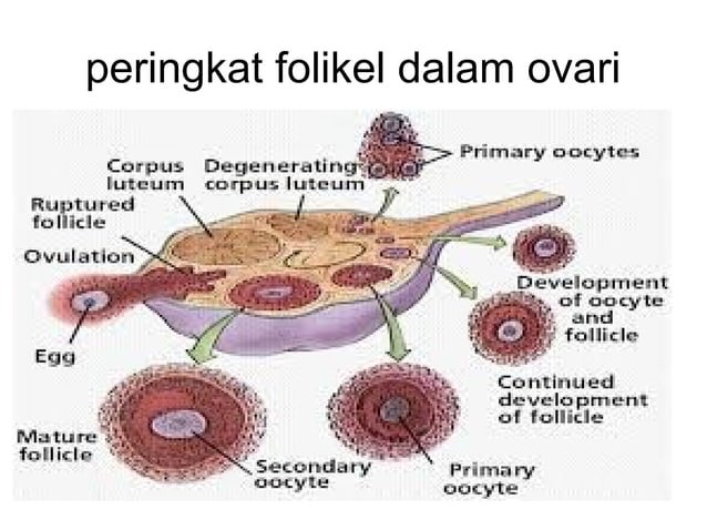 Reproduction and growth | PPT
