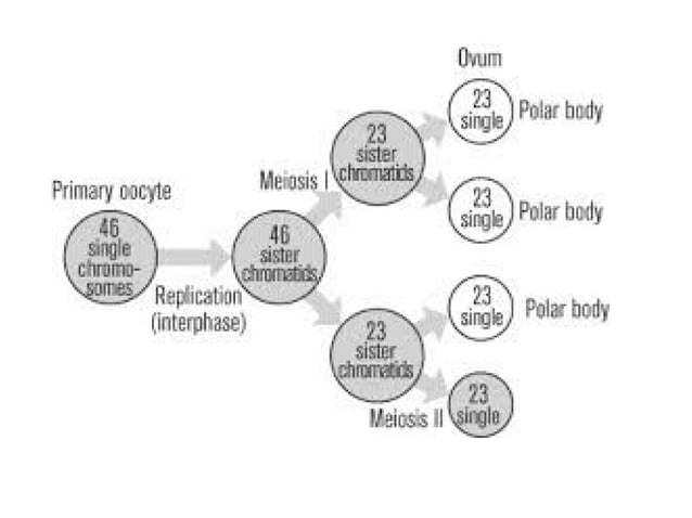 Reproduction and growth | PPT