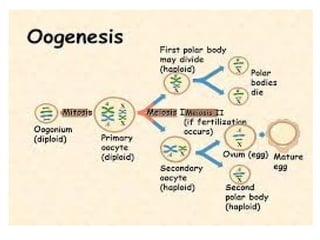 Reproduction and growth | PPT